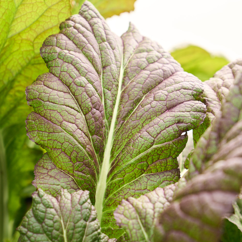 Bloom's Red Mustards Box – Bloom Ranch