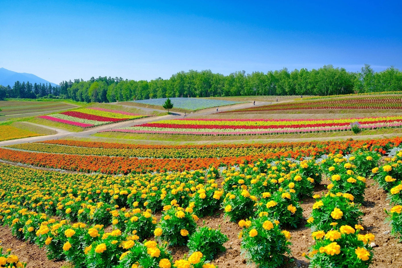 40 Unique Flower Types | List of Names, Meanings & Pictures – Discover ...