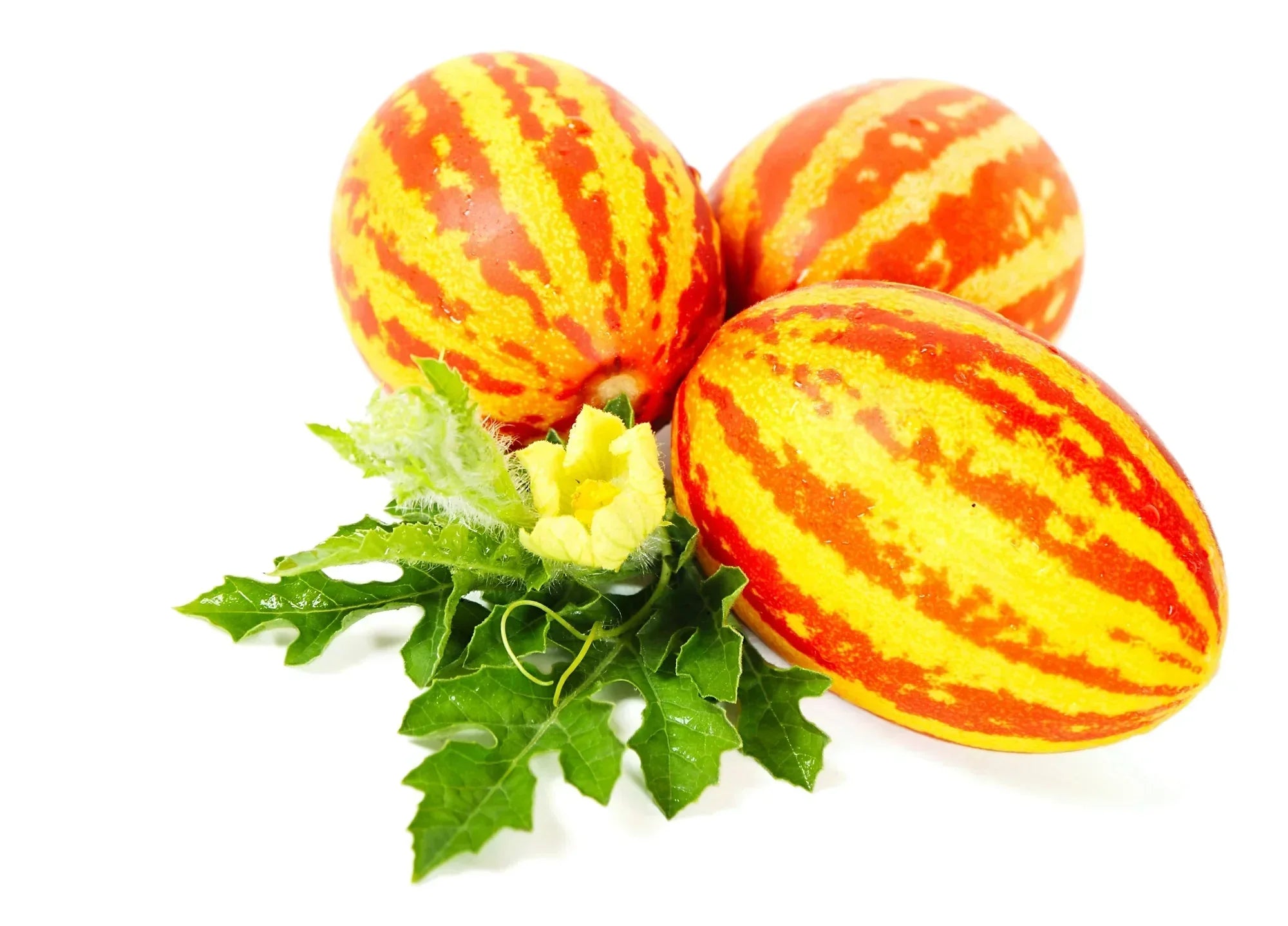 Tigger Melons: All About Japanese Tiger Melon Plants and Seeds with Bloom Ranch of Acton's ...