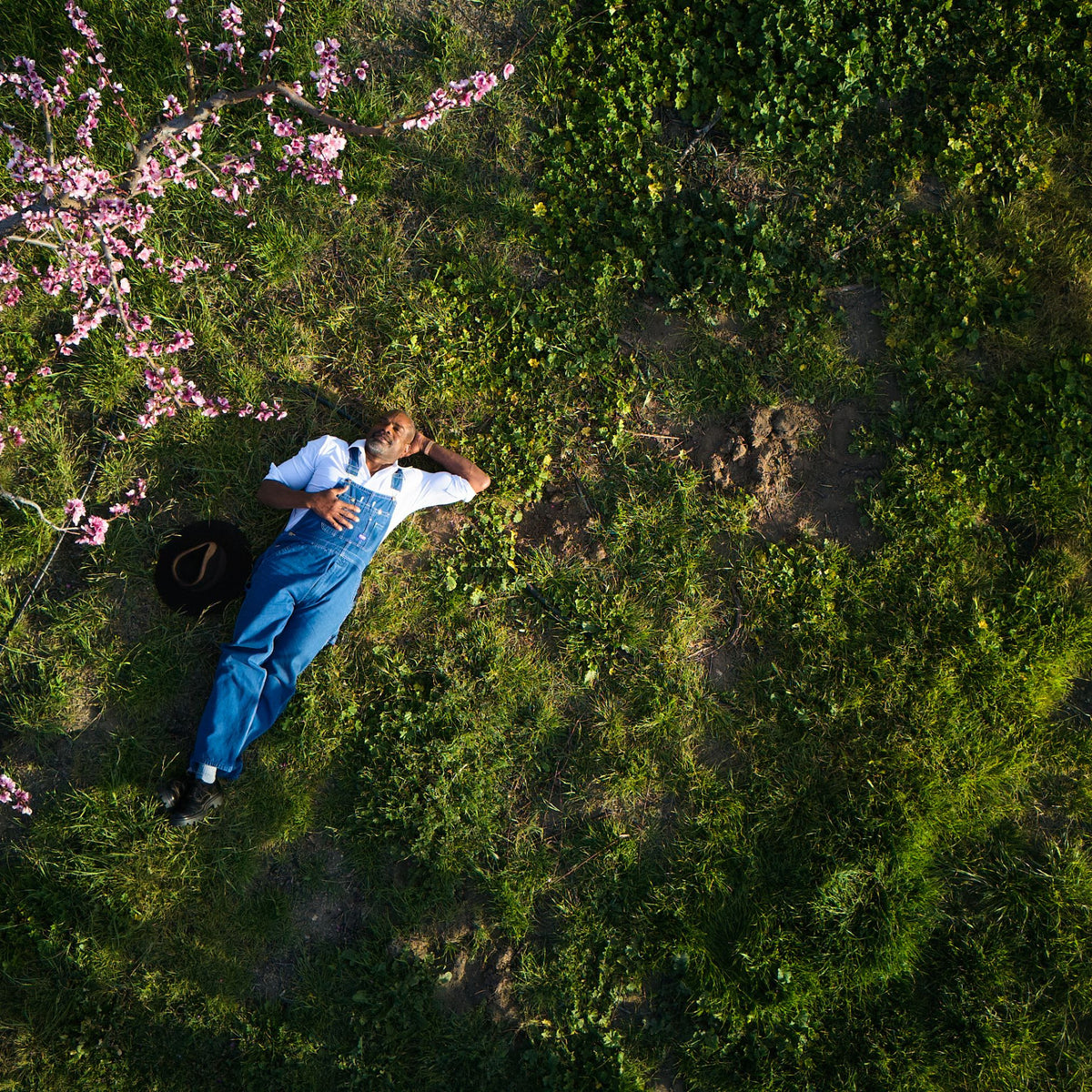 What Are Common Lilacs: Definition, Meaning, and Complete Guide to the ...