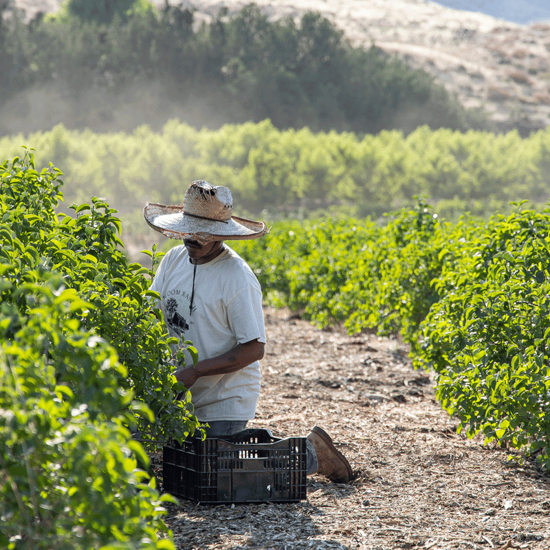 Bloom’s Bounty Box – Bloom Ranch