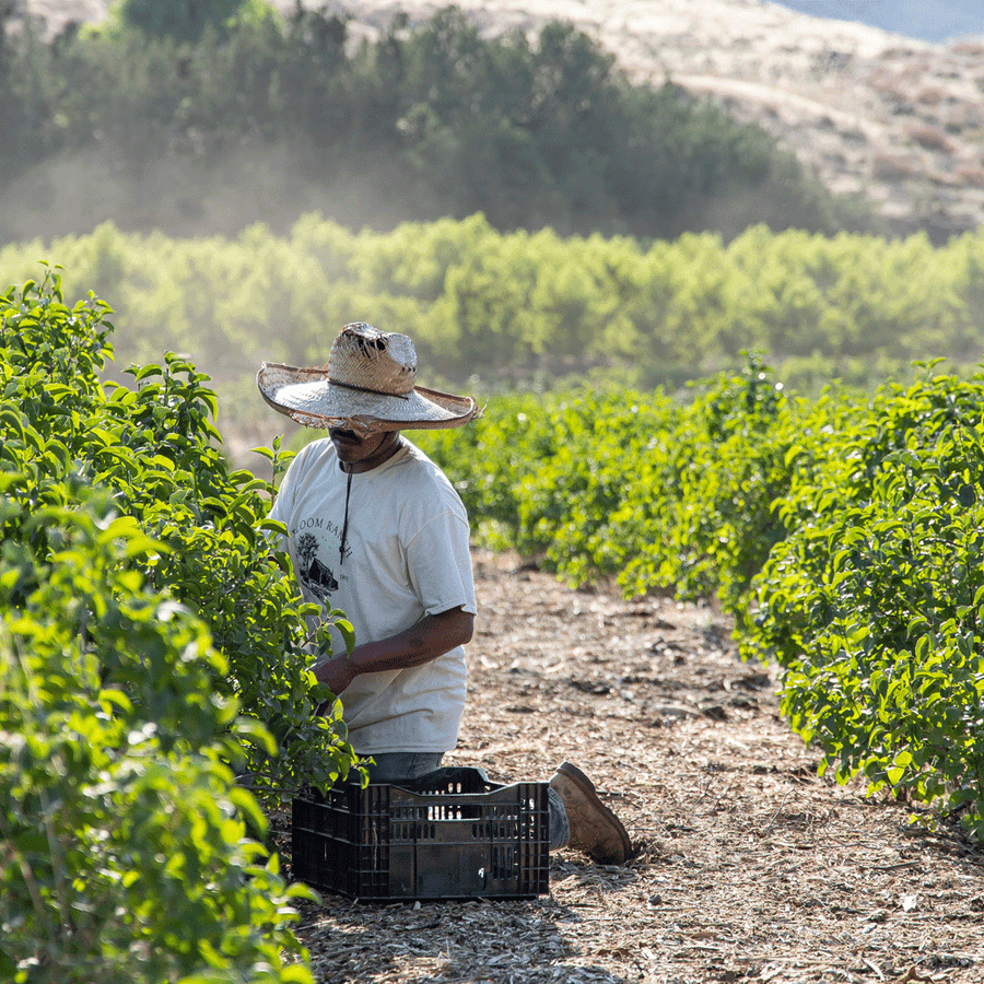 Bloom’s Bounty Box – Bloom Ranch