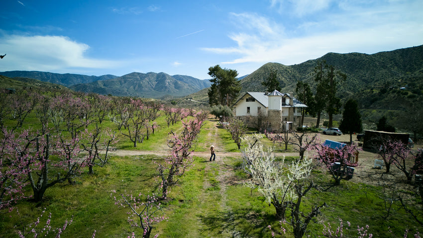 What Are Orchard Trees? Fruit Lists Farm Spacing & Care – Bloom Ranch