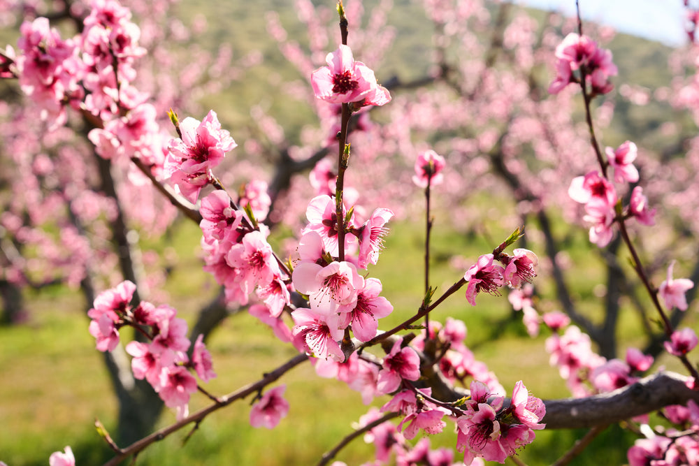 Farm Seasons – Bloom Ranch