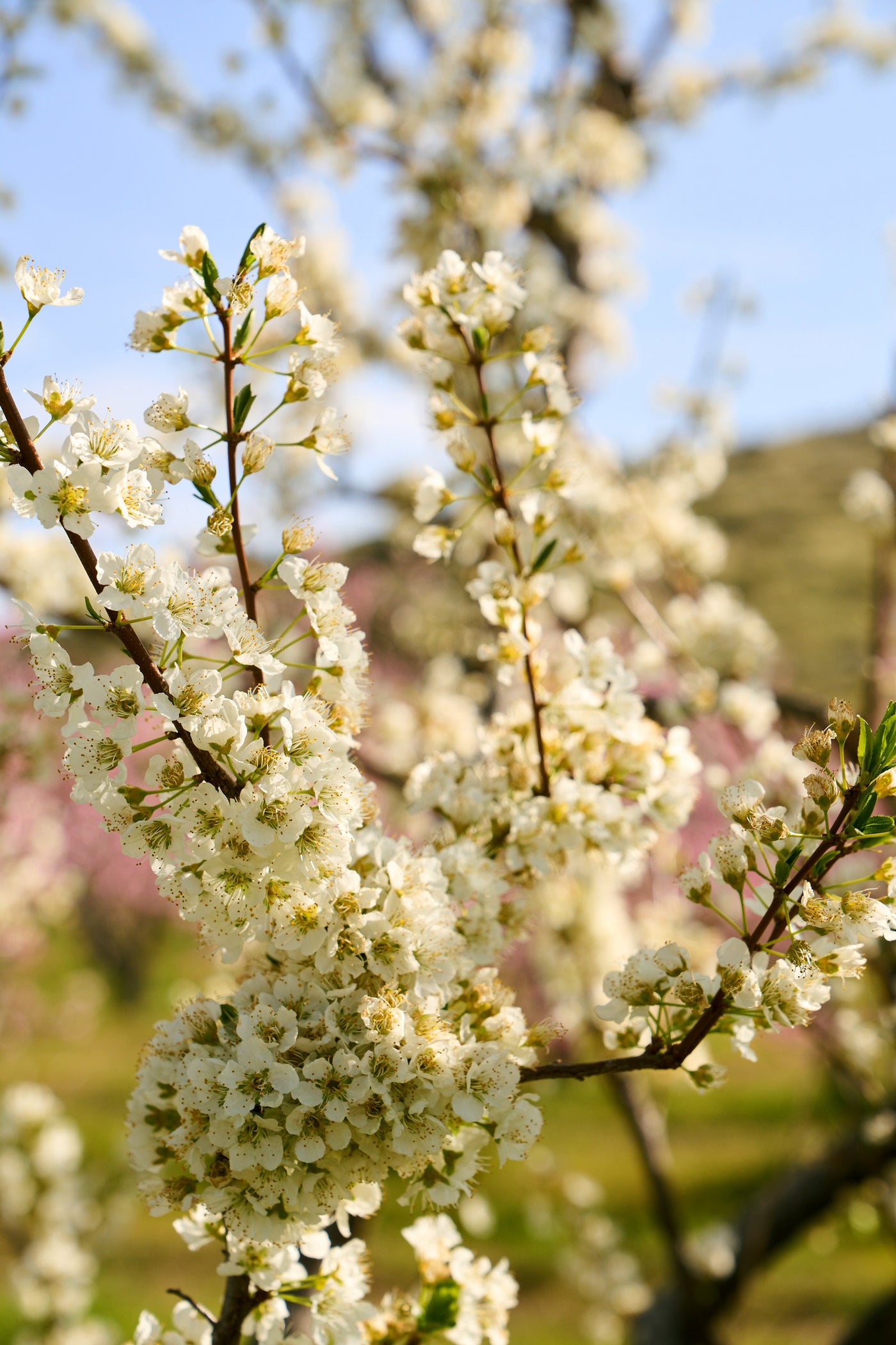 Farm Seasons – Bloom Ranch